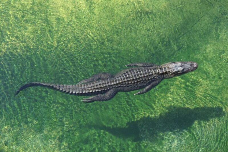 Miami: Small Group Tour w/Everglades, Little Havana & Cruise - What’s Included and What’s Not