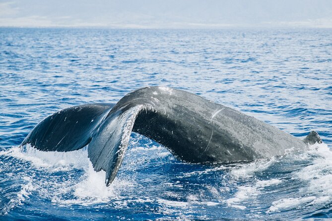 Midday Sail With the Whales Maalaea - Meeting Point and Logistics