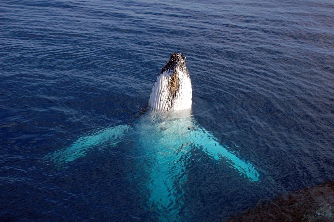 Monterey Bay Whale Watching - The Value of the Tour