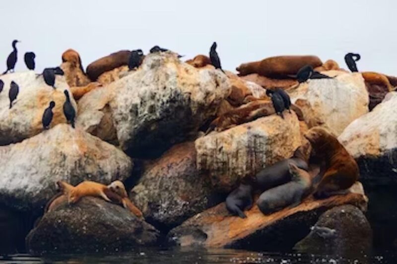Monterey: Cannery Row Kayak Tour - Deep Dive into the Details
