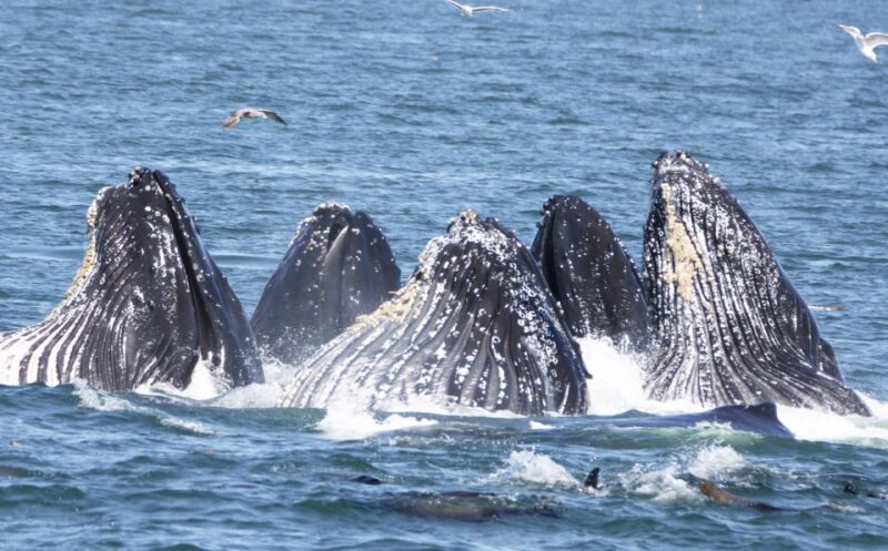 Monterey: Whale Watching Tour with A Marine Guide - The Value of This Whale Watching Tour
