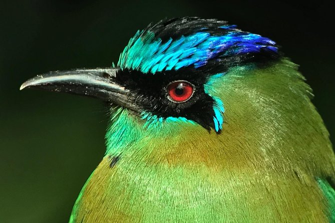 Morning Birdwatching Experience (Small Groups) - Telescope and Bird Checklists for Personal Records