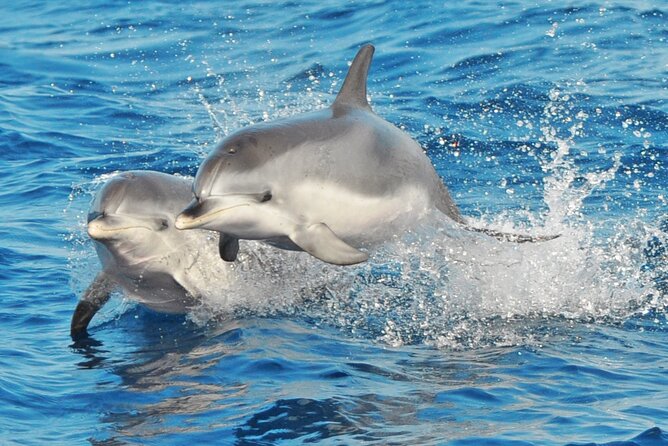 Morro Jable: 2 Hours Magic Dolphin & Whale Watching With Drinks & Swim Stop. - Meeting and Pickup Details