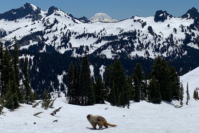 Mt. Rainier Tour and Guided Hike - The Highlights of the Day