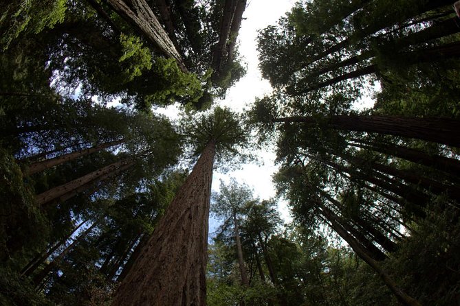 Muir Woods and Sausalito Afternoon Tour Small-Group Half-Day - Who Will Love This Tour?