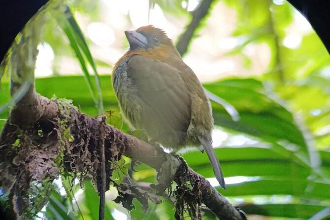 Natural History Hike in the Monteverde Cloud Forest - Guided Tour With Certified Guide