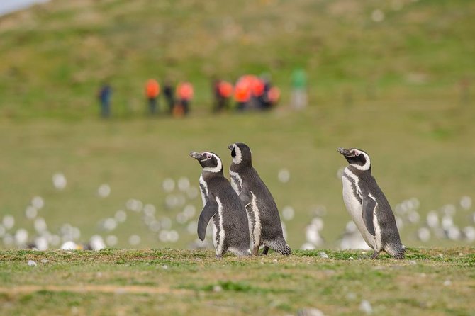 Navigation Magdalena Island and Marta - Customer Experience and Reviews