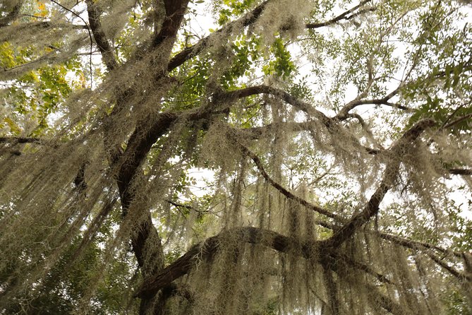 New Orleans Airboat Ride - In-Depth Look at the Itinerary