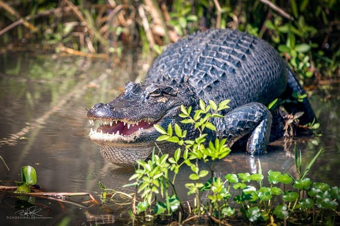 New Orleans Self-Transport Swamp and Bayou Boat Tour - Who Should Consider This Tour?