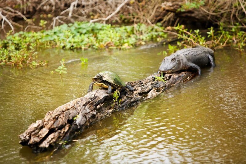 New Orleans: Swamp & Bayou Boat Tour with Transportation - Authentic Louisiana Food and Culture