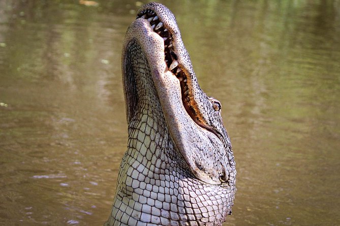 New Orleans Swamp Tour Boat Adventure with Transportation - A Closer Look at the Experience