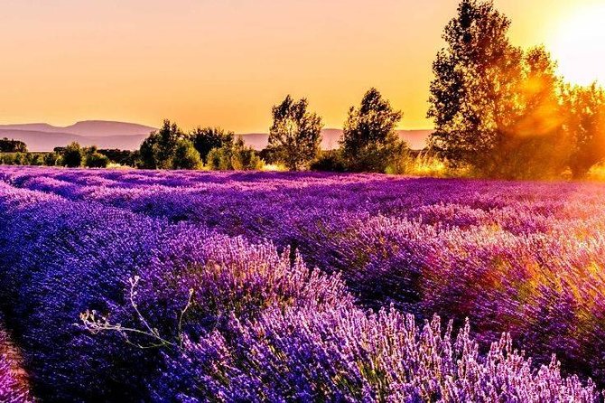 Nice: Gorges of Verdon and Fields of Lavender Tour - Accessibility Features