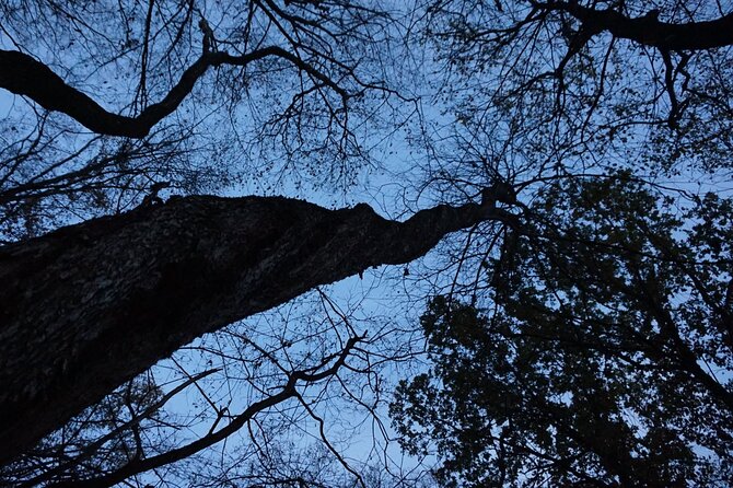 Night Tour in Hoia Baciu Forest - Preparing for Your Adventure: Tips and Essentials