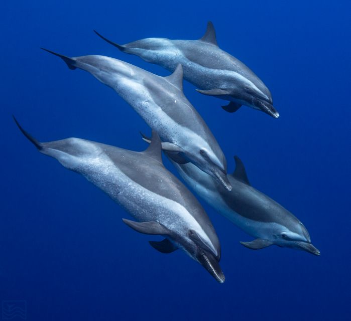 Oahu: Dolphin Swim and Turtle Snorkel Excursion in Waianae - What Makes This Tour Stand Out?