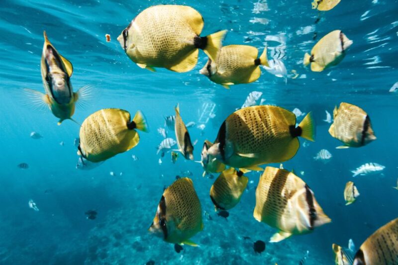 Oahu: Speedboat Snorkeling Adventure and Wild Dolphin Swim - Who Will Love This Tour?