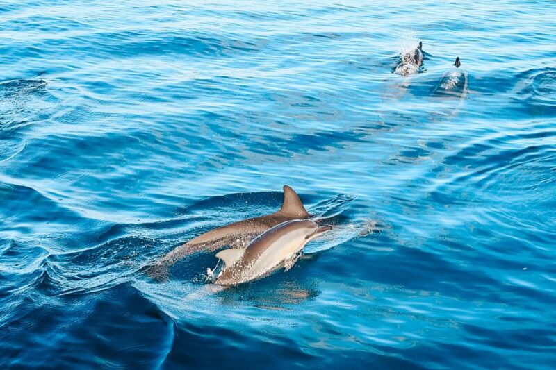Oahu: Swim with Dolphins, Turtle Snorkel Tour and Waterslide - Practical Tips for Travelers