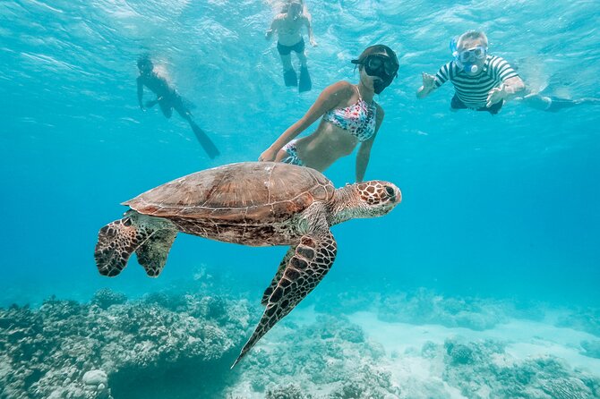 Oahu Swimming With Dolphins Speedboat Adventure - Meeting and Pickup Information