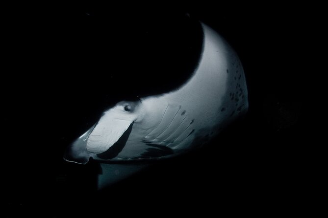 One Tank Manta Night Dive and Snorkel - The Main Event: Snorkeling and Diving with Manta Rays