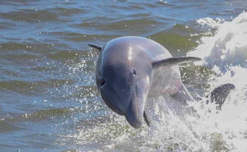 Orange Beach: Dolphin & Sailing Cruise Aboard 52' Catamaran - What You Can Expect During the Cruise