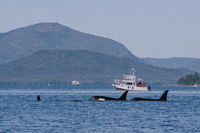 Orca Cove Sea Kayaking - Who Will Love This Tour?