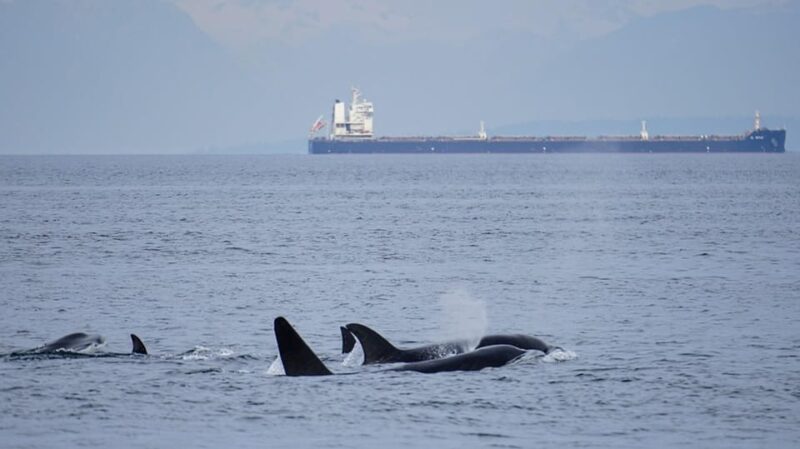 Orcas Island: Whale and Orca Guided Speedboat Tour - The Trip Breakdown