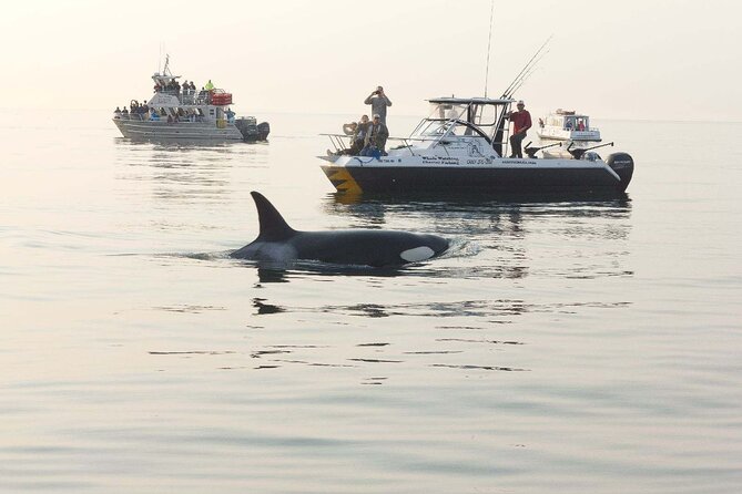 Orcas Island Whale Watching - The Sum Up