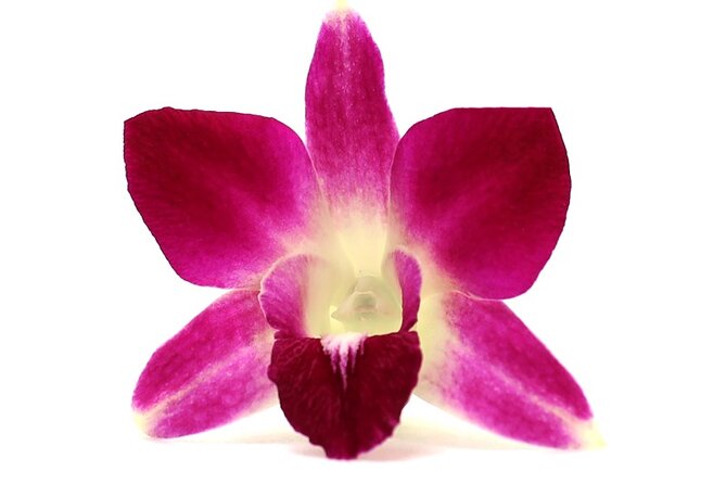Orchid Airport Lei Greeting (Maui, Kahului Airport, OGG) - The Value of a Short but Sweet Welcome