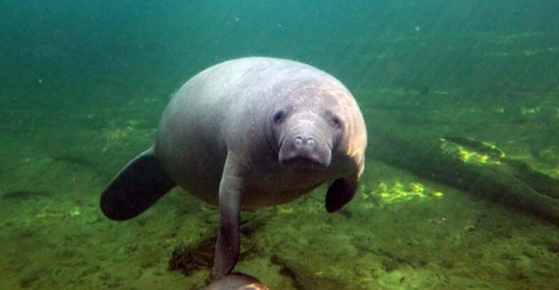 Orlando: Kayaking Tour with Manatee Encounter - An Authentic Look at the Experience