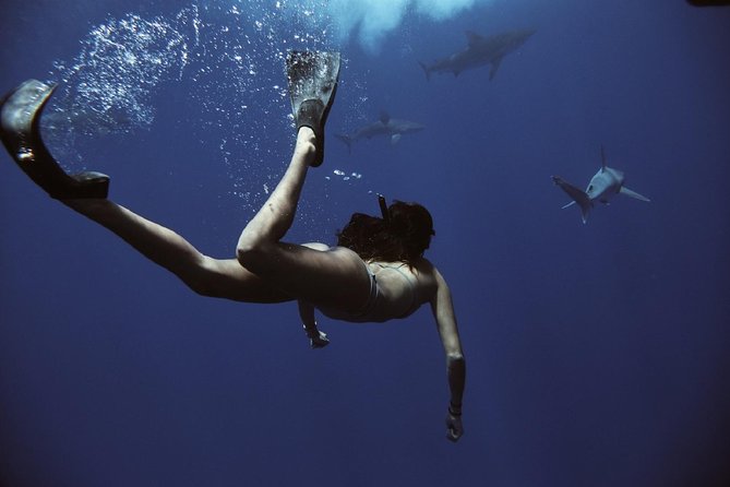 Pelagic Shark Dive Tour - The Educational and Ethical Approach
