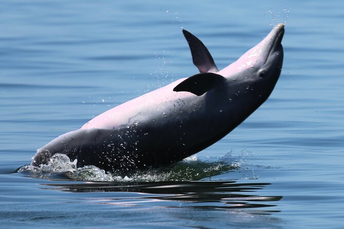 Pensacola Beach Jolly Dolphin Cruise and Scenic Bay Tour - The Benefits of a Small Group Experience