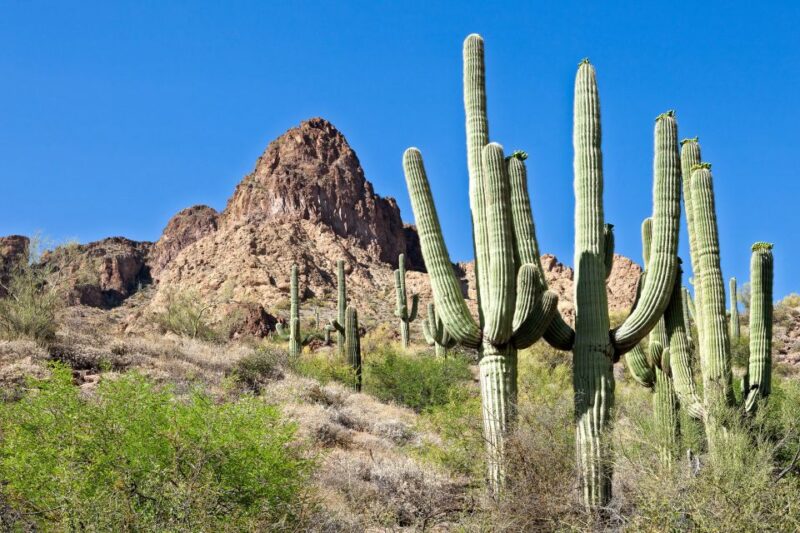 Phoenix/Scottsdale: Apache Trail Tour & Canyon Lake Cruise - Analyzing Value for Money