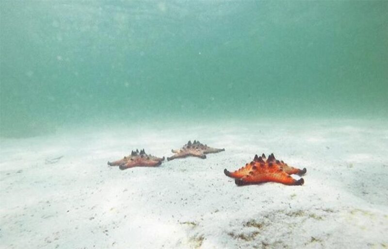 Phu Quoc: Kayaking with Starfish Beach and Bee Farm Tour - Authentic Encounters and What Travelers Say