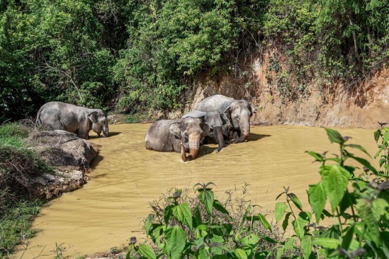 Phuket: Elephant Sanctuary Guided Tour with Hotel Transfers - What You Can Expect: An Ethical Encounter with Elephants