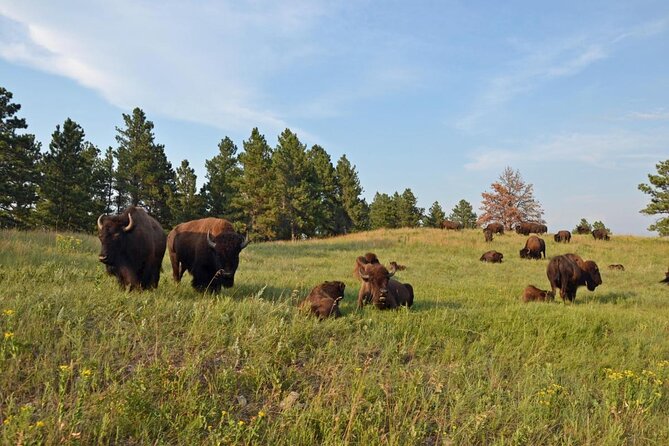 Premiere Private Black Hills Tour: Mt Rushmore, Crazy Horse & Custer State Park - Inclusions and Pricing