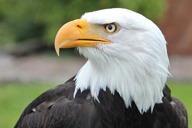 PREMIUM Sitka Scenic Tour - The Practicalities