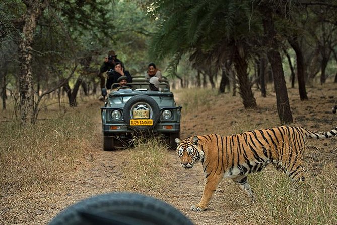 Private 5-Day Ranthambhore Tiger Tour from Delhi including the Taj Mahal, Agra and Jaipur - What the Reviews Say