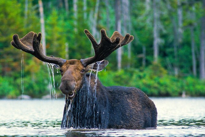 Private 8-Hour Grand Teton Adventure - What Makes This Tour Stand Out?