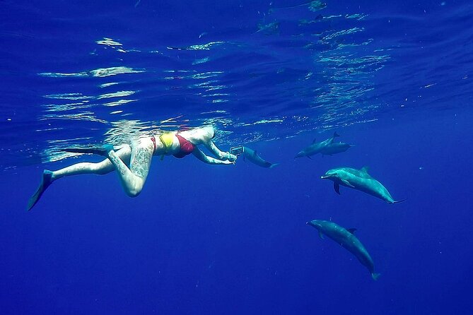 Private Biologist-Led Sea'fari (up to 10 passengers) - The Sum Up