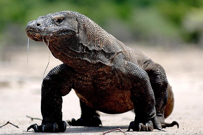 Private boat trip Komodo 2 or more person for 3 days 2 nights, Kelor, Rinca... - What Makes This Tour Stand Out?