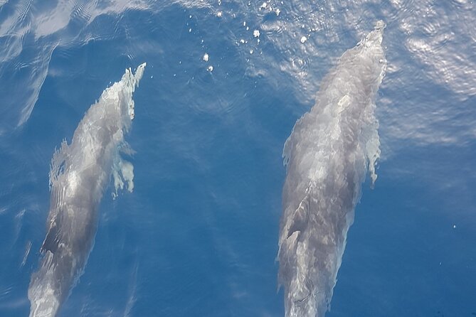 Private Charter 3 Hours Whale Encounter Puerto Colon Adeje - Inclusions