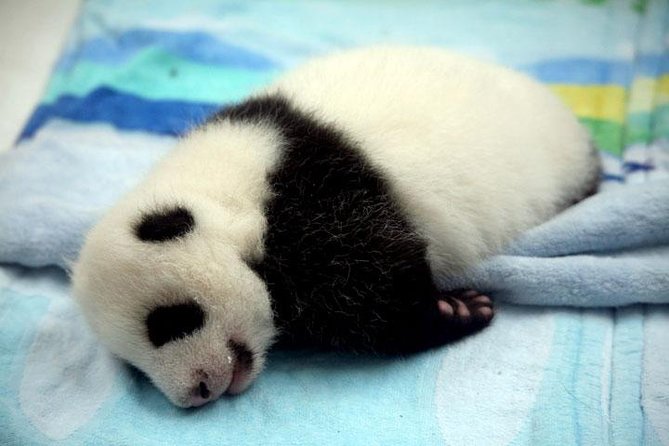 Private Chengdu Day Tour: Giant Pandas and Jinsha Site Museum - What Travelers Say