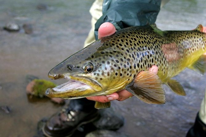 Private Lake and River Fishing Tour From Reykjavik - Meeting Point and Pickup Details