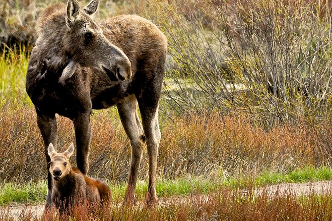 Private Sunset 4-Hour Grand Teton Wildlife Adventure - What Sets This Tour Apart