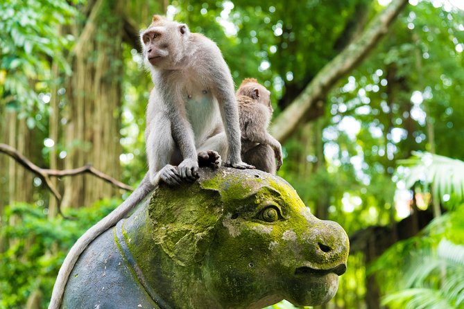 Private Tour: Ubud Highlights - An In-Depth Look at the Itinerary