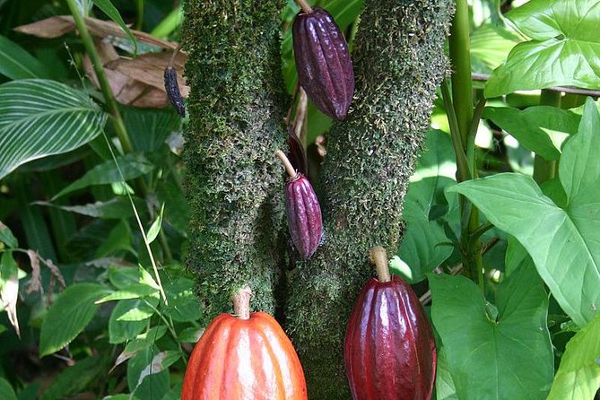 Private Waterfall, Rainforest, Chocolate Tour & Historical Sites - Tour Requirements and Recommendations