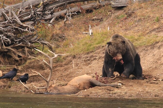 Private Yellowstone Wolf Watching & Wildlife Safari + Lunch - Wildlife Spotting Opportunities