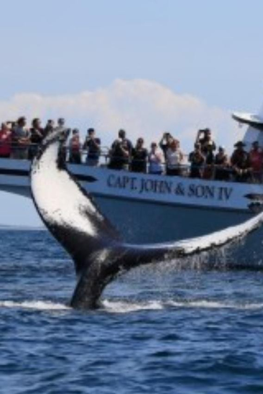 Provincetown: Whale Watching Cruise - What the Experience Looks Like