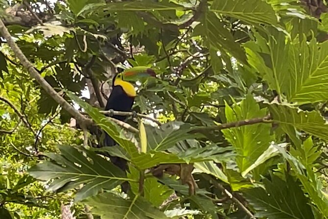 Puerto Viejo Sloth Jungle and River Kayaking Tour - Wildlife and Activities