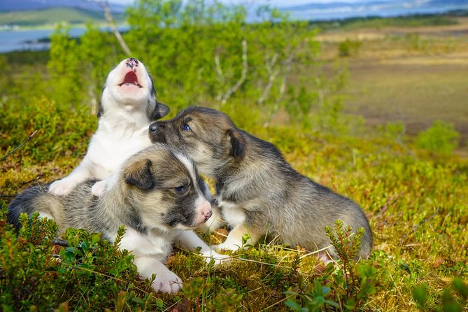 Puppy Training Experience at a Husky Farm in Tromso - Puppy Training Activities and Demonstrations