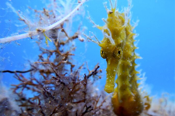 Qualified Diver 1 Tank Dive in Mykonos - Health and Safety Requirements